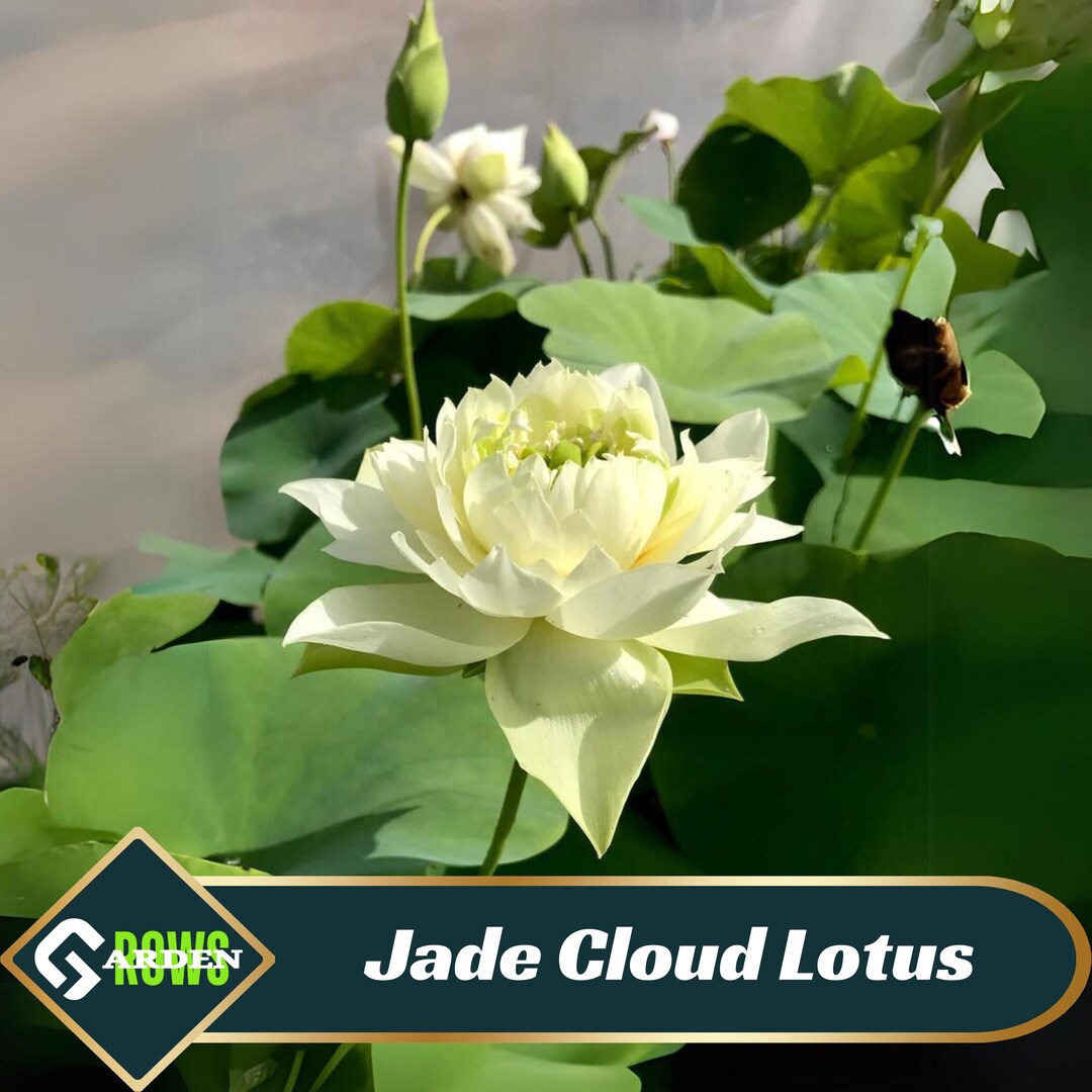 5+ Rare Seeds| Jade Cloud Lotus Seeds - Indian Lotus (nelumbo Nucifera ...