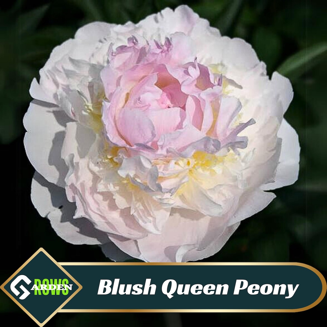 Blush Queen Peony Seeds - Showy Blooms, Fragrant, Long-lived, Attracts ...