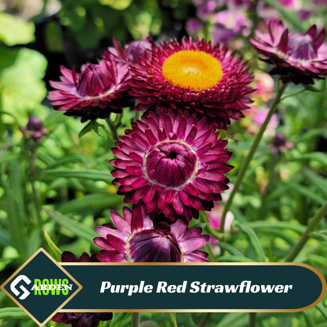 Purple Red Strawflower Seeds – Heirloom, Non-gmo - Etsy