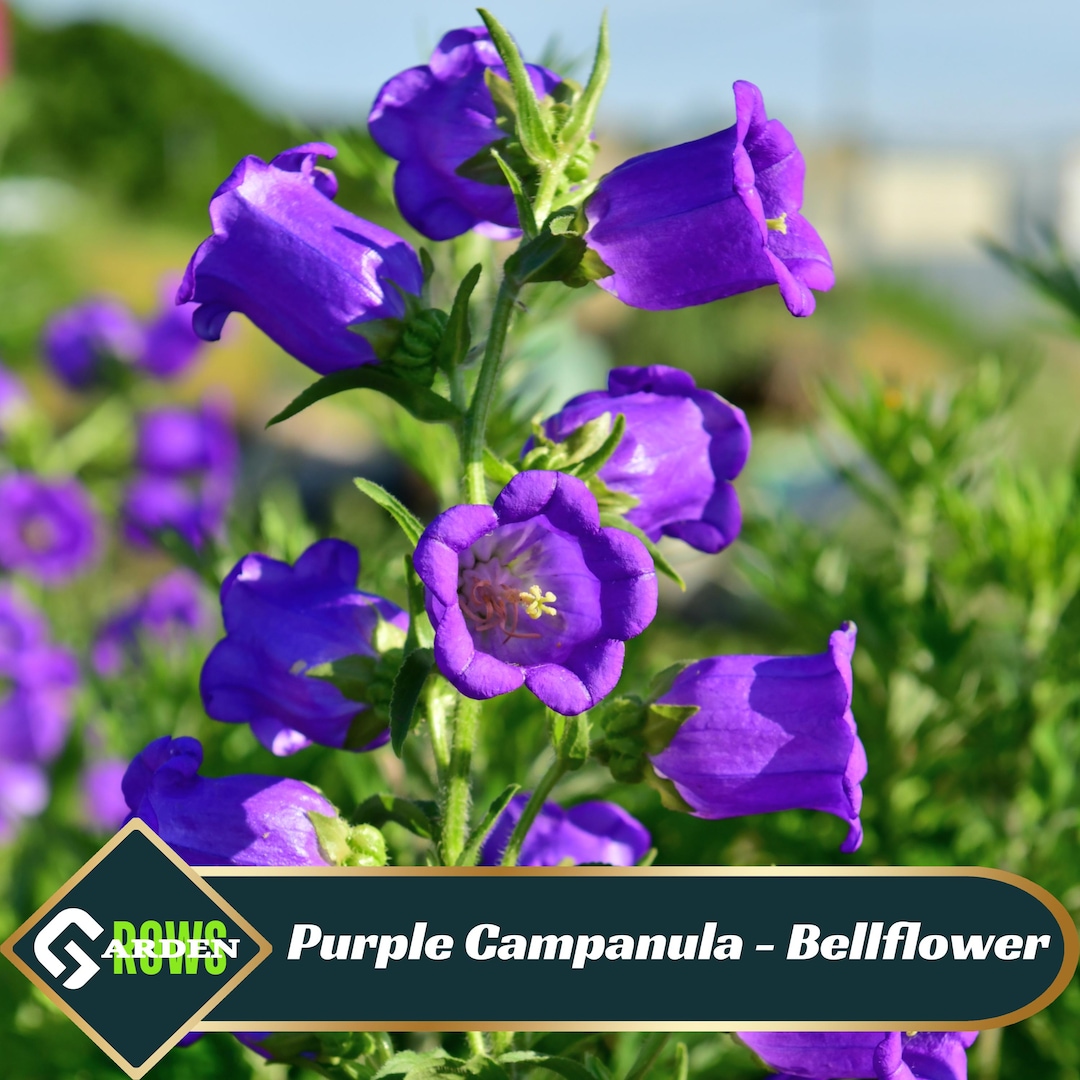 Purple Campanula - Bellflower Seeds - Blooming Season - Attracts ...