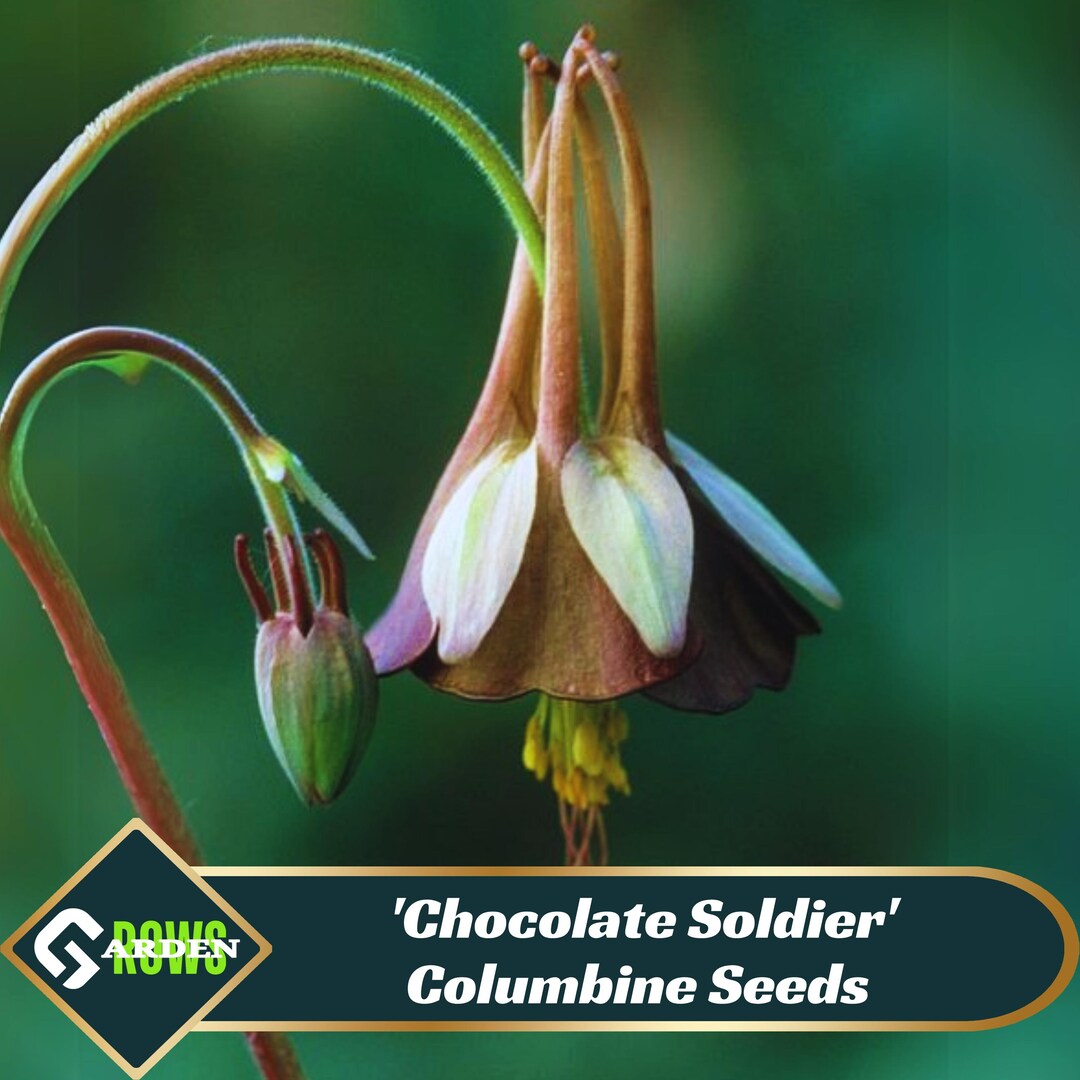 Chocolate Soldier' Columbine Seeds - Deciduous - Cold Resistant ...