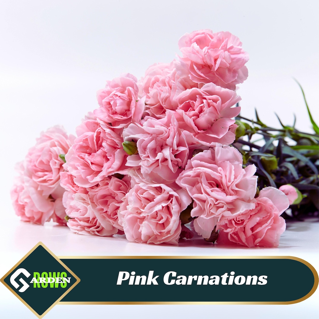 Pink Carnations - Dianthus Seeds - Open-pollinated - Organic - Heirloom ...