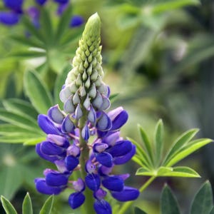 Lupinus Nanus (sky Lupine) Seeds - Fast Growing - Drought Tolerant ...