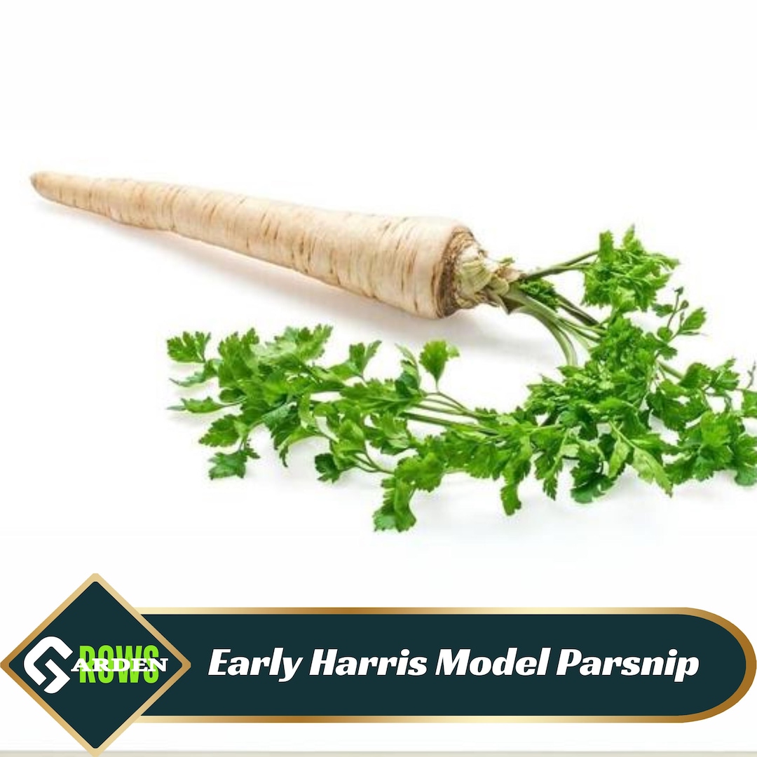 Early Harris Model Parsnip Seeds- Biennial - Cold Resistant, High Yield ...