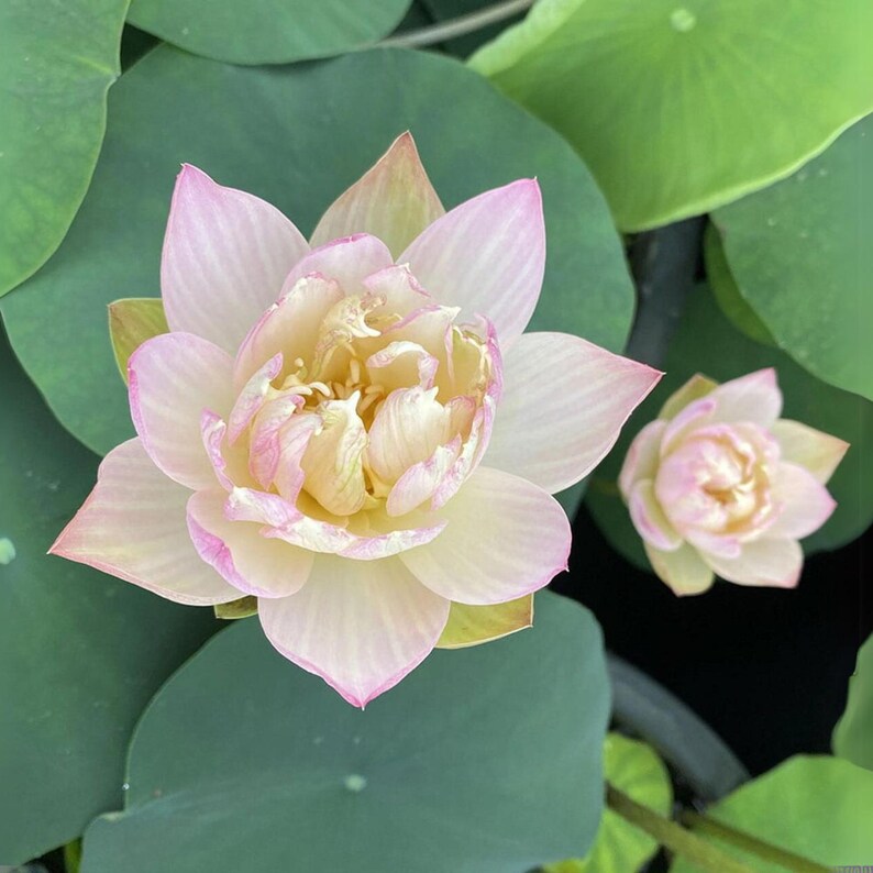 Happy Children Lotus Seeds - Nelumbo Nucifera - Dwarf Indian Lotus ...
