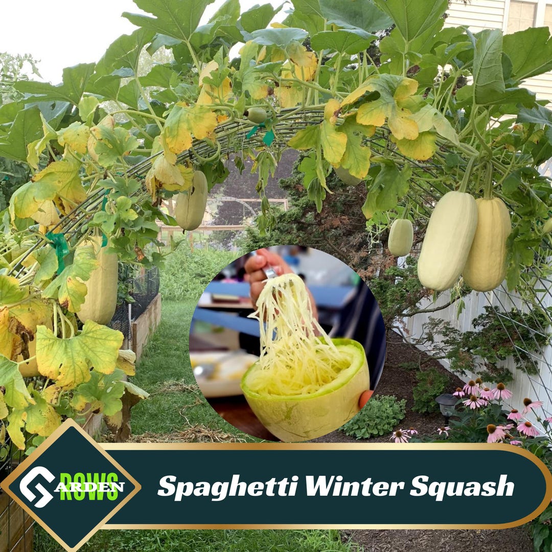 Spaghetti Winter Squash - Annual - Edible - High Yield - Open ...