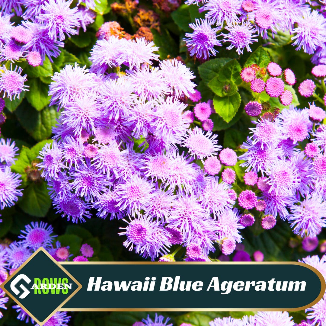 Hawaii Blue Ageratum Seeds - Potted - Fast Growing - Attracts ...
