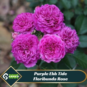 Purple Ebb Tide Floribunda Rose Seeds- Perennial - Cross-pollinating ...