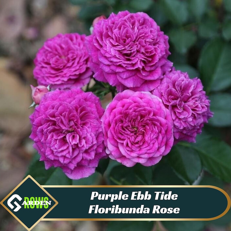 Purple Rose Bush - Etsy
