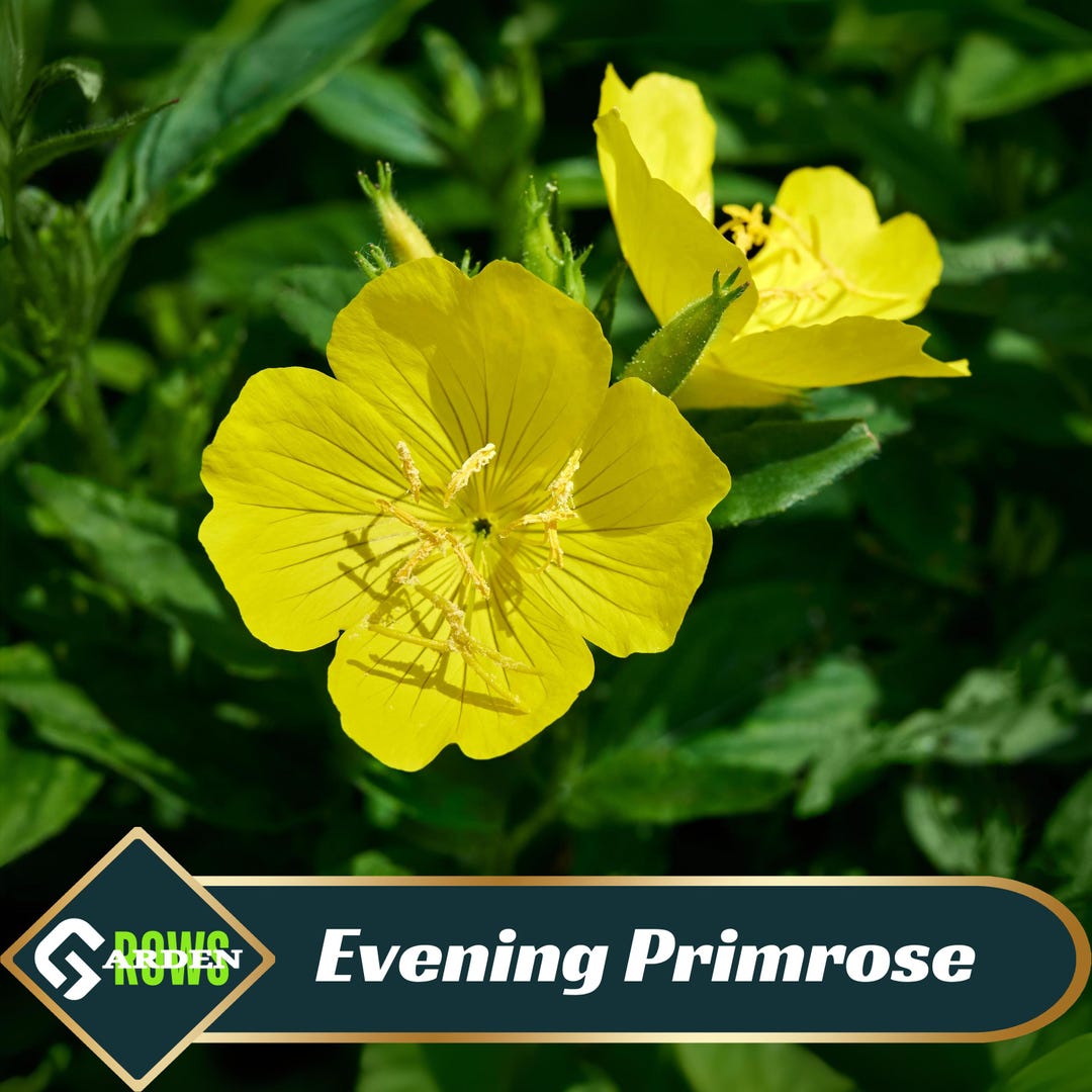 Evening Primrose Seeds - Biennial - Cold Resistant - Drought Resistant ...
