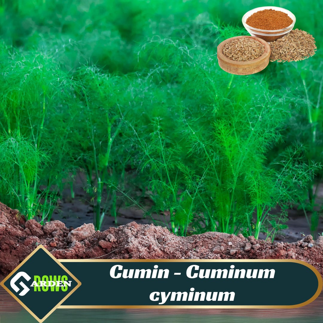 Cumin - Cuminum Cyminum Seeds - Edible Seeds - Fragrant - - Drought ...