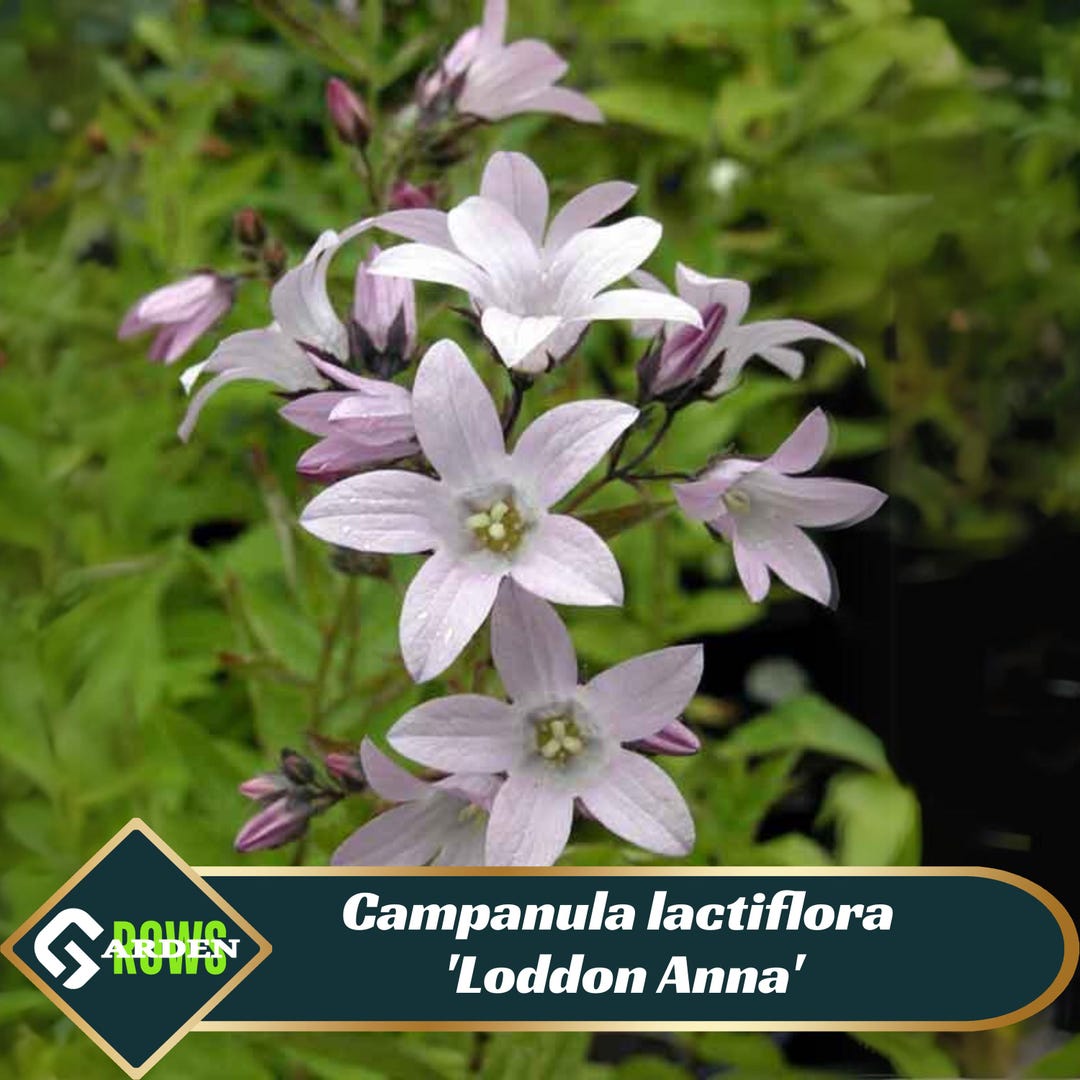 Campanula Lactiflora 'loddon Anna' Seeds - Blooming Season - Attracts ...