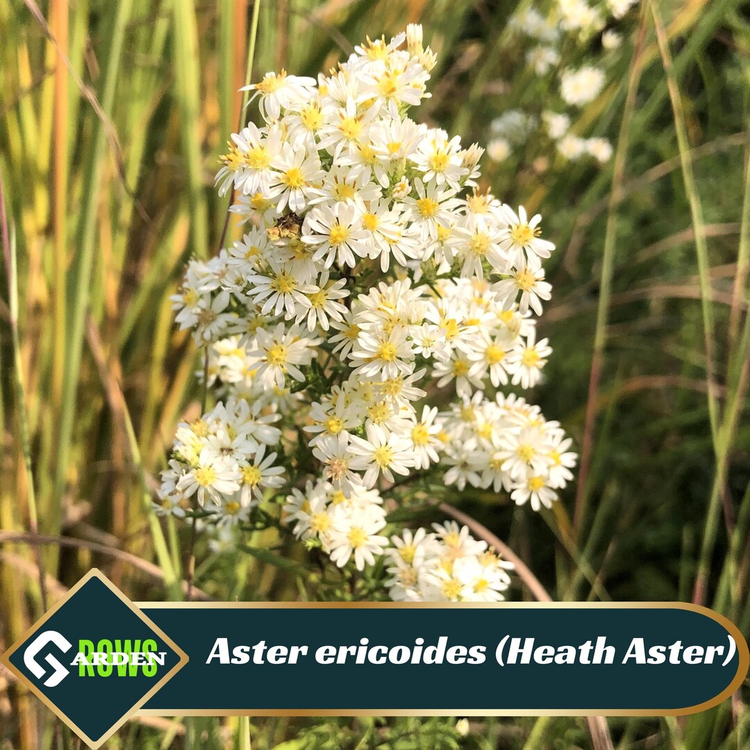 Aster Ericoides (heath Aster) Seeds - Soft Yellow Flowers - Attracts ...