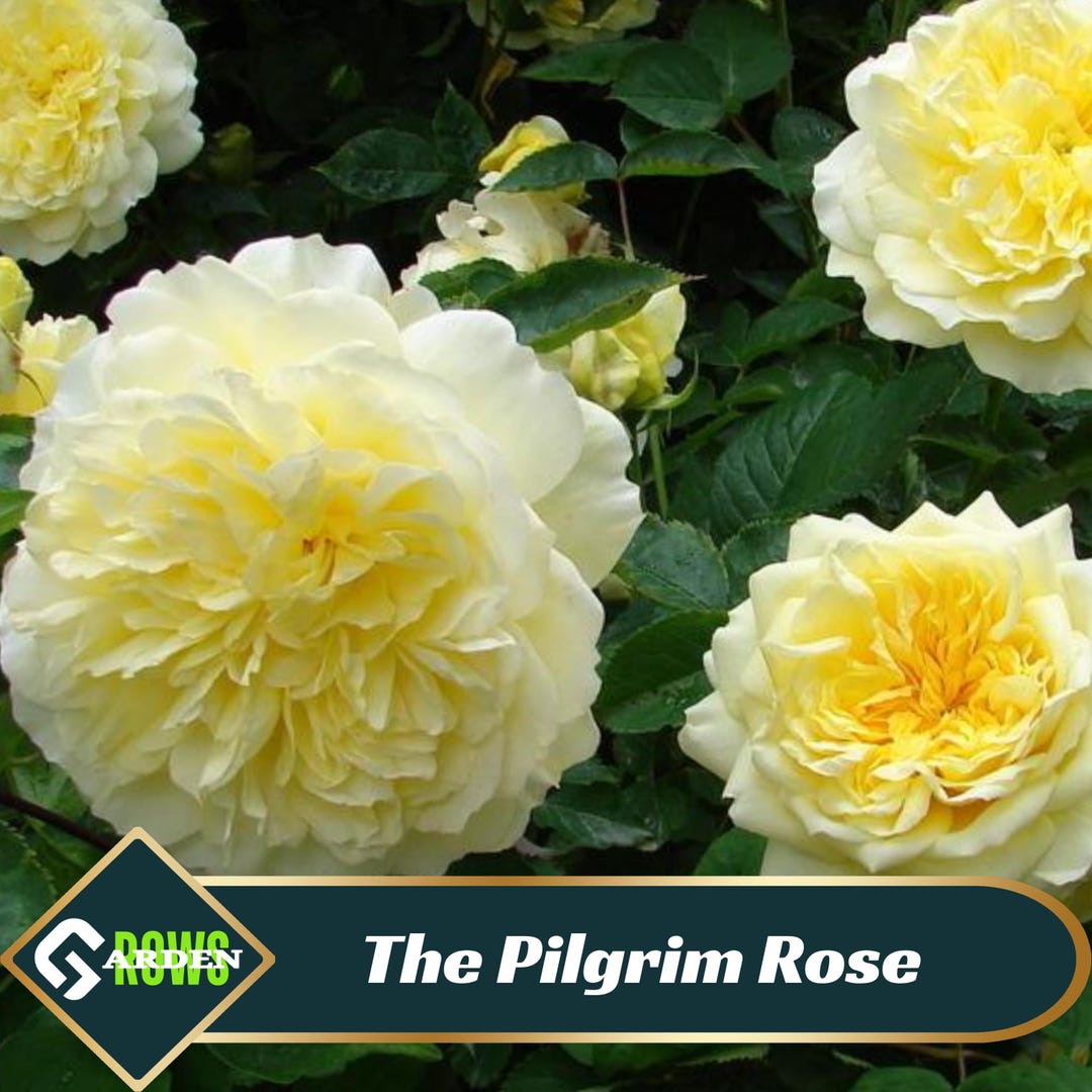 The Pilgrim Rose - Perennial - Cross-pollinating - Cold Resistant ...