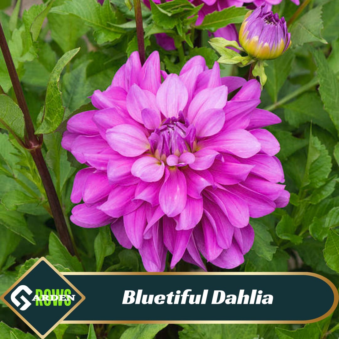 Bluetiful Dahlia Seeds - Perennial -fast Growing - Open-pollinating -heirloom -authentic ...