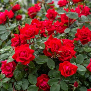 Cherry Red Knockout Rose Seeds – Perennial, Cold Resistant - Etsy