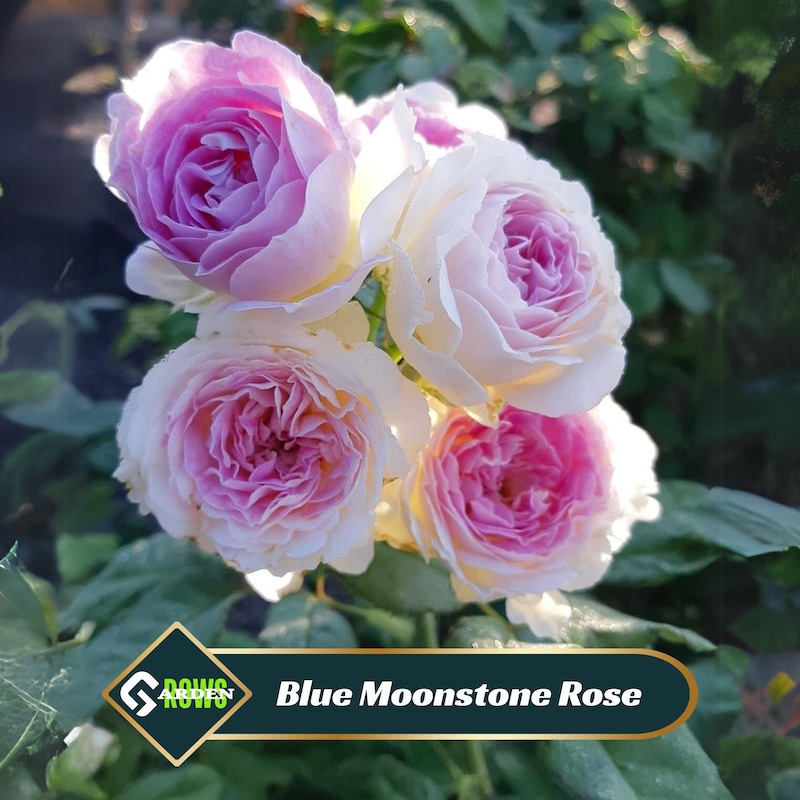 Blue Roses Plants - Etsy