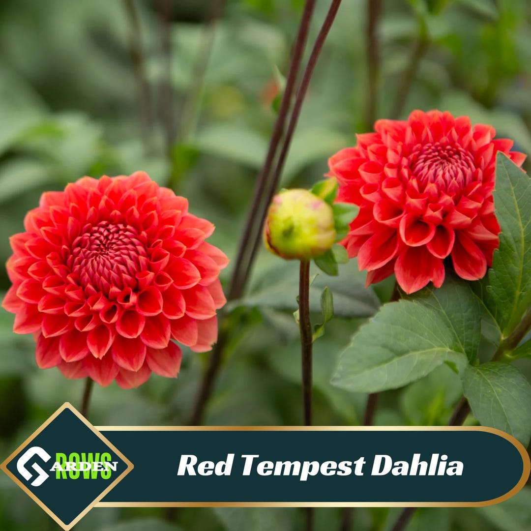 Red Tempest Dahlia Seeds -fast Growing - Open-pollinating -heirloom ...