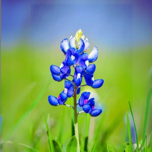Lupinus Havardii (big Bend Bluebonnet) Seeds - Drought Tolerant ...