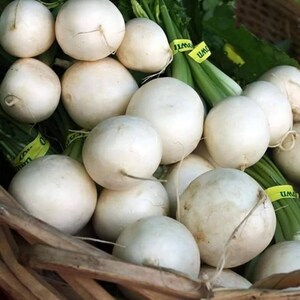 Seven Top Turnip Seeds- Biennial - Edible - Fast Growing - Cold ...