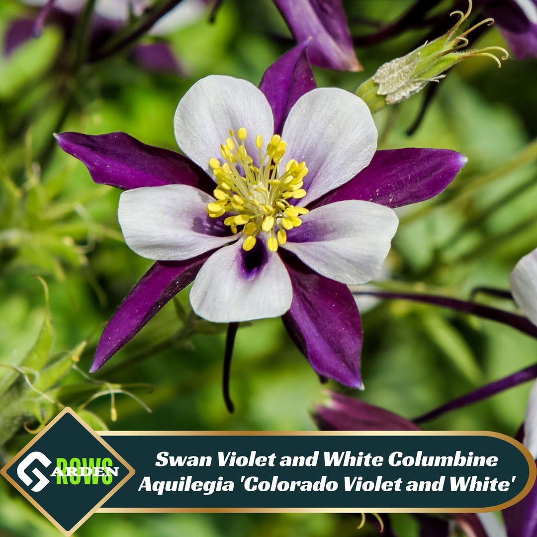 Swan Violet and White Columbine Aquilegia 'colorado Violet and White ...