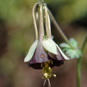 Chocolate Soldier' Columbine Seeds - Deciduous - Cold Resistant ...