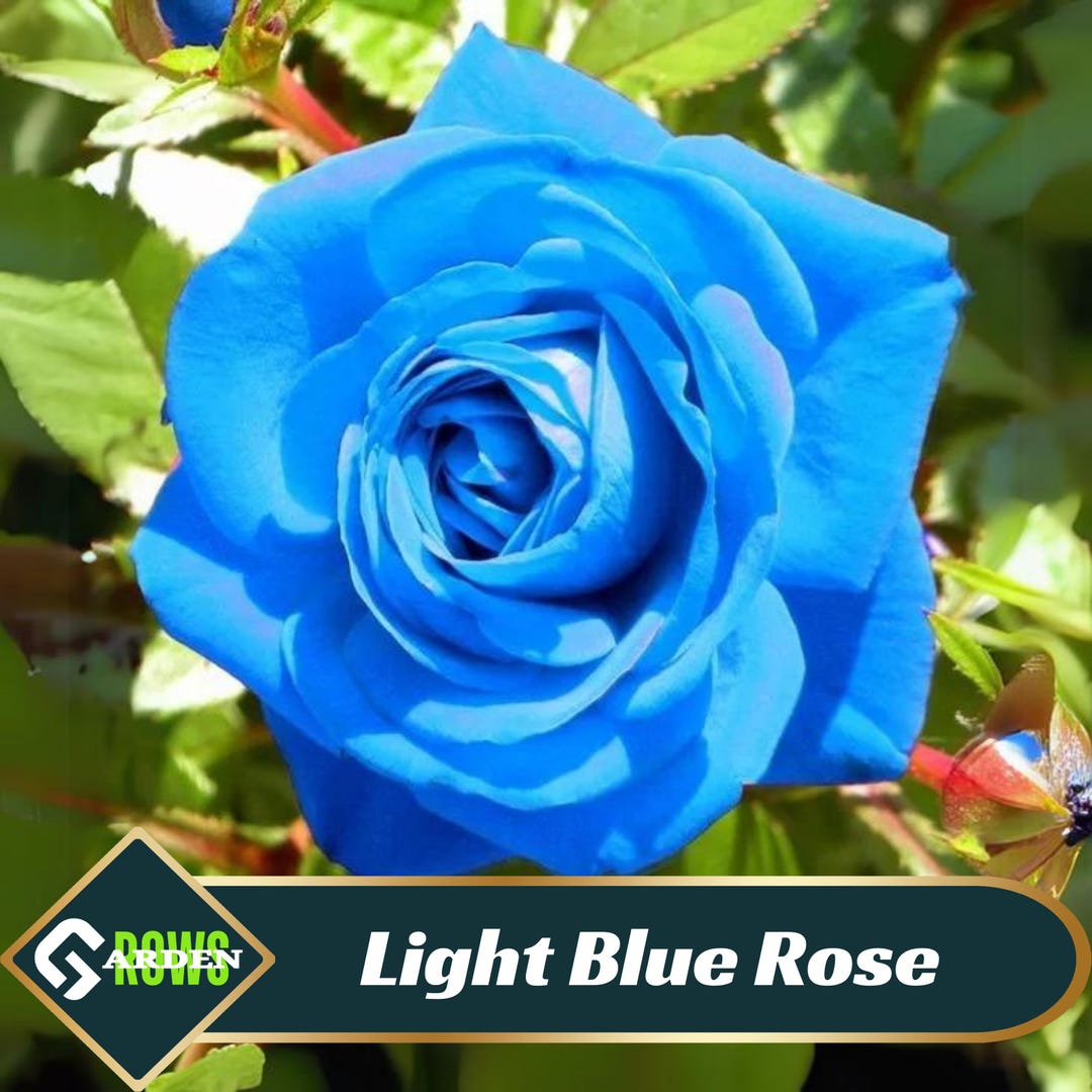 Light Blue Rose Seeds - Perennial - Cross-pollinating - Cold Resistant ...