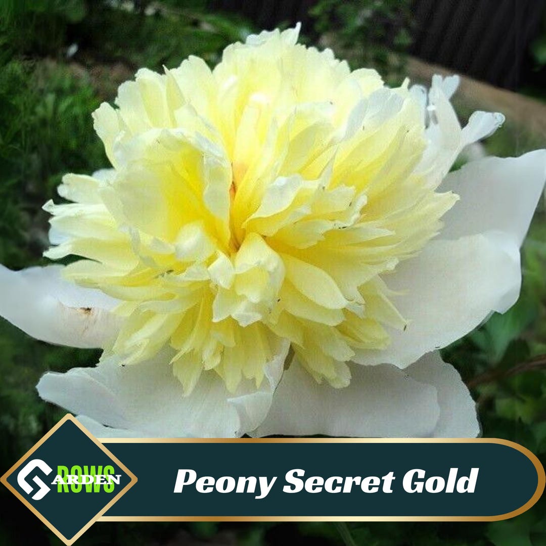 Peony Secret Gold Seeds - Showy Blooms, Fragrant, Long-lived, Attracts ...