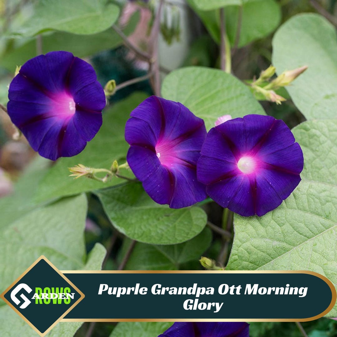 Grandpa Ott Morning Glory Seeds - Purple Heirloom Climbing Vine - Etsy