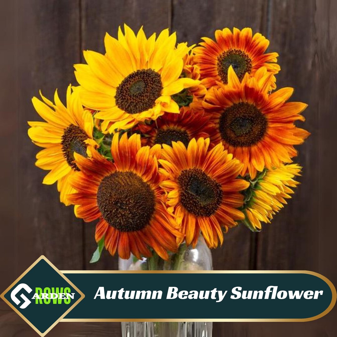 Autumn Beauty Sunflower Seeds - Fast Growing - Attracts Pollinators ...