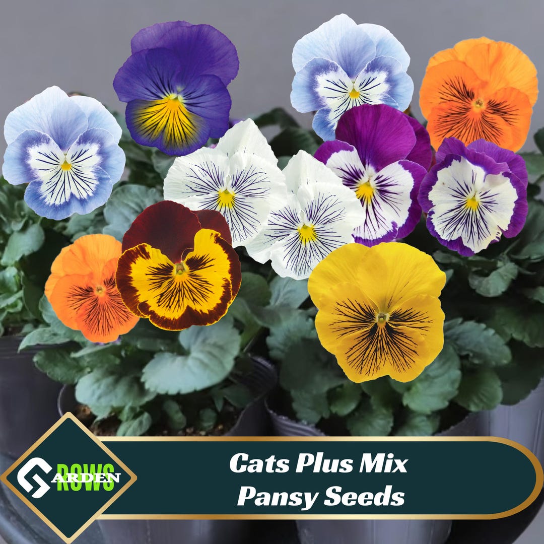 Cats Plus Mix Pansy Seeds - Cold Resistant - Self-pollinating - Open-pollinating - Draft ...