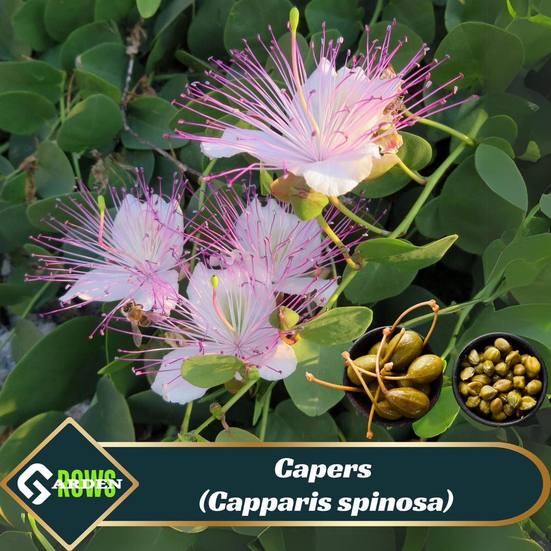 Capers (caper Bush) Seeds - Edible - Drought Tolerant - Ornamental ...