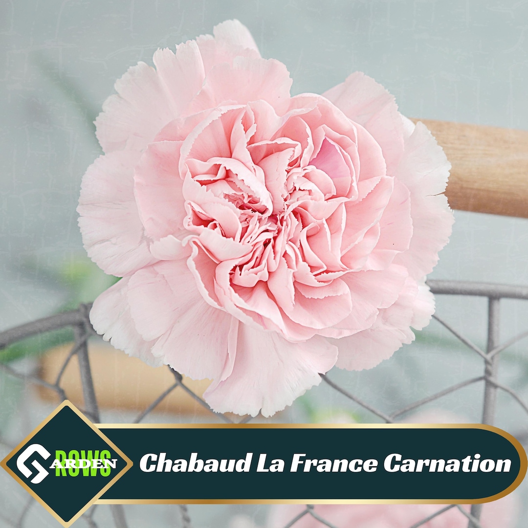 Chabaud La France Carnations Seeds - Dianthus Seeds - Open-pollinated ...