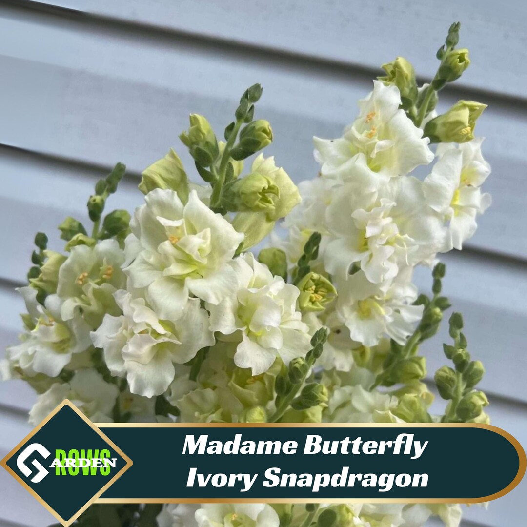 Madame Butterfly Ivory Snapdragon Seeds - Cold Resistant - Attracts ...