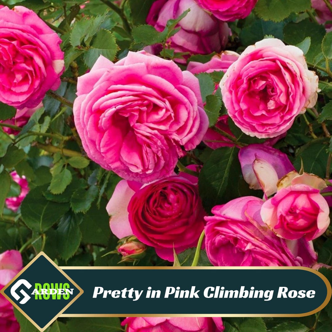 Pretty in Pink Climbing Rose Seeds- Perennial - Cross-pollinating ...