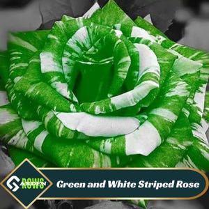 Green and White Striped Rose - Perennial - Cross-pollinating - Cold ...