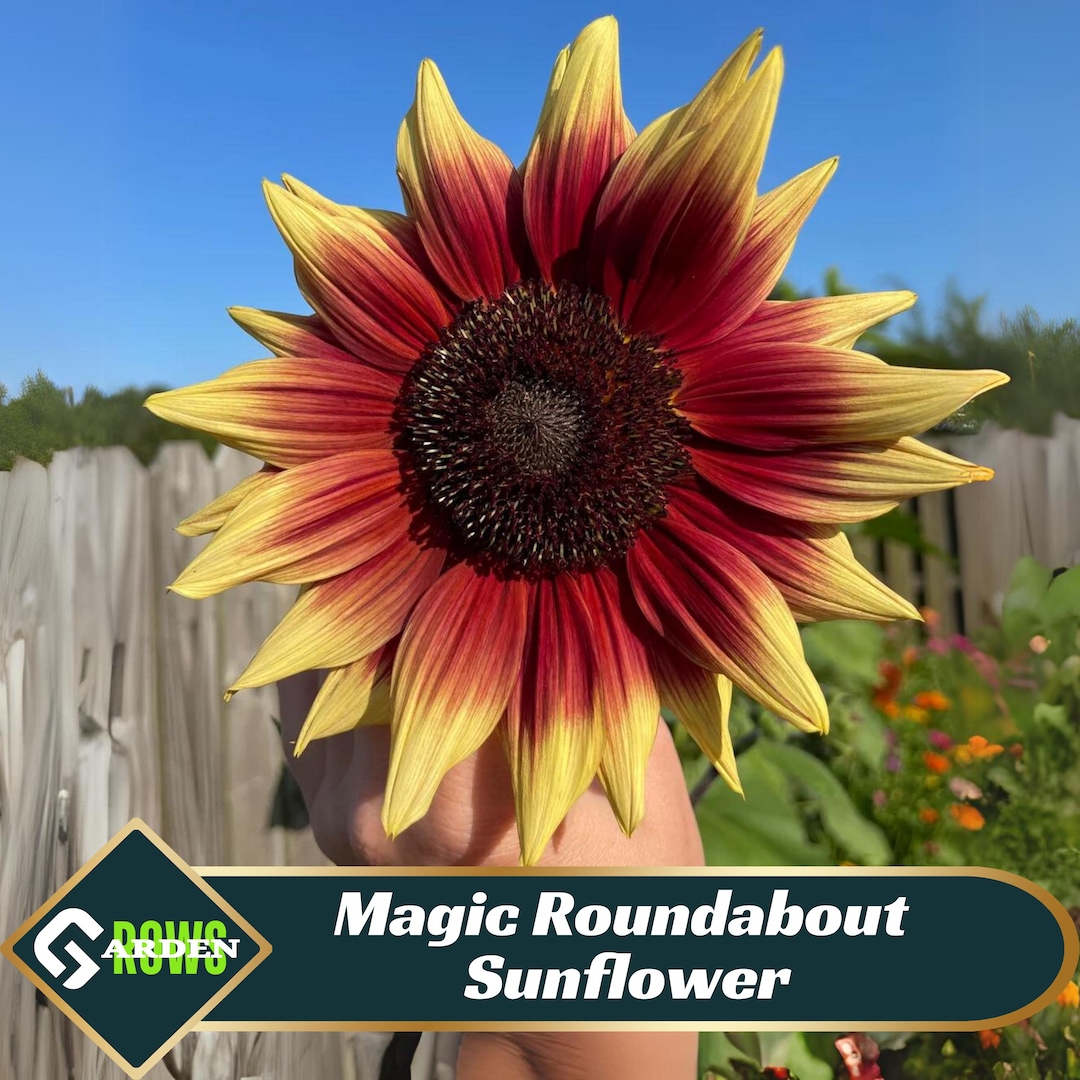 Magic Roundabout Sunflower Seeds - Fast Growing - Attracts Pollinators ...