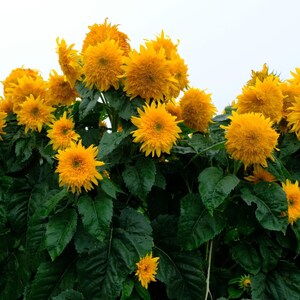 Goldy Double Sunflower Seeds - Bi-colored Petals -attracts Pollinators ...