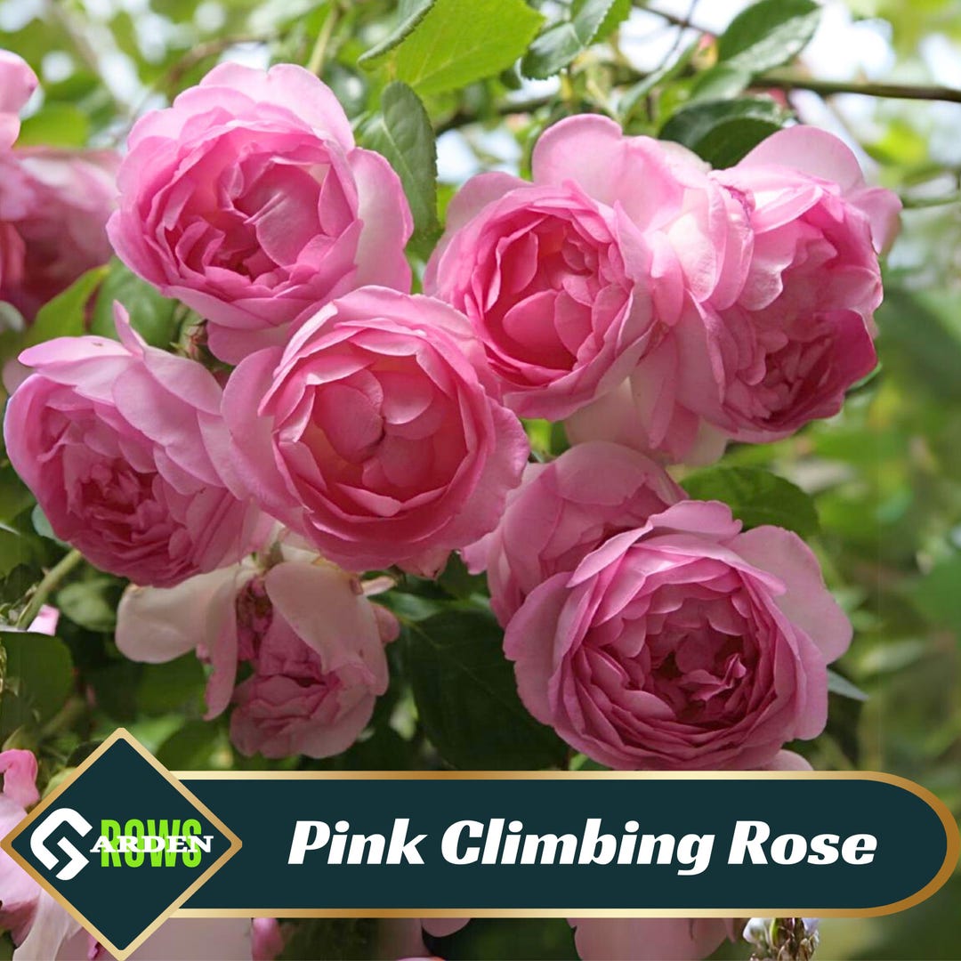 Pink Climbing Rose Seeds- Perennial - Cross-pollinating - Cold ...