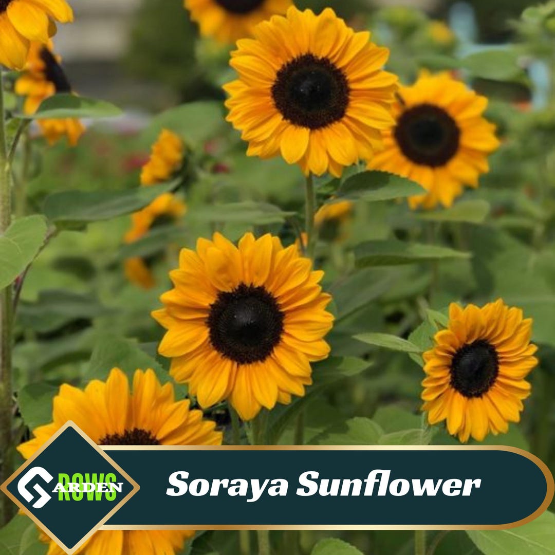 Soraya Sunflower Seeds - Bi-colored Petals - Attracts Pollinators ...