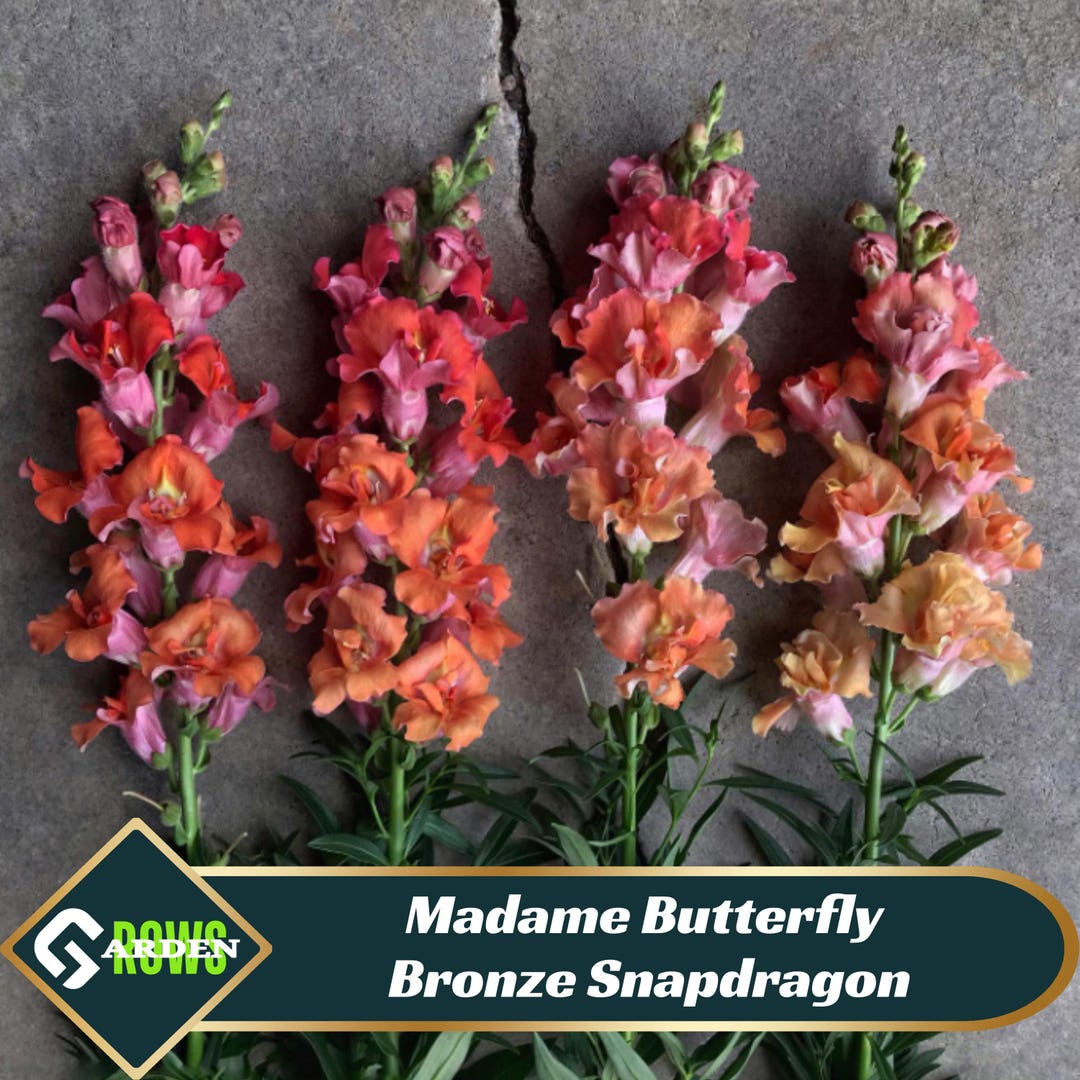 Madame Butterfly Bronze Snapdragon Seeds - Cold Resistant - Attracts ...