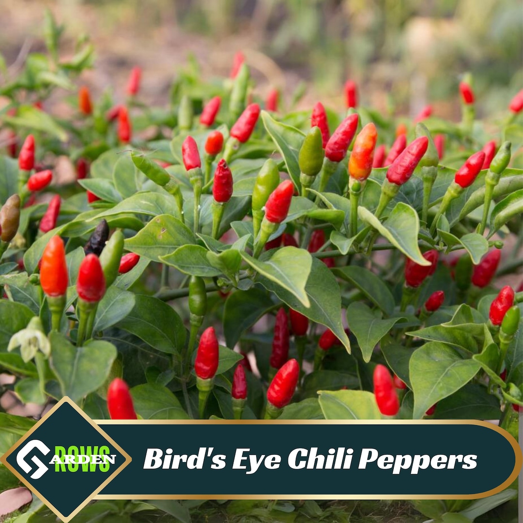 Bird's Eye Chili Peppers Seeds - Perennial - Edible - High Yield - Very ...