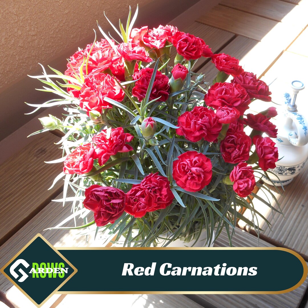 Red Carnations - Dianthus Seeds - Open-pollinated - Organic - Heirloom ...