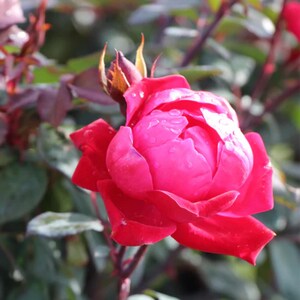 Cherry Red Double Knockout Rose Seeds - Perennial - Cross-pollinating ...