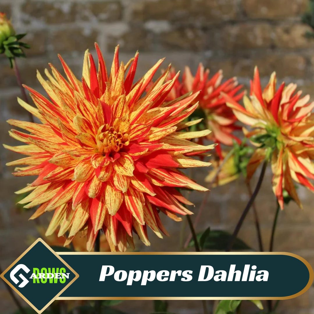 Poppers Dahlia Seeds - Perennial -fast Growing - Open-pollinating ...