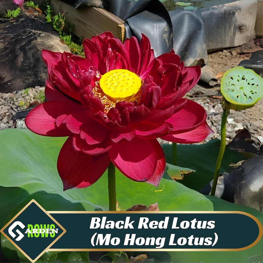 5+ Rare Seeds| Black Red Lotus(mo Hong Lotus) Seeds - Indian Lotus ...