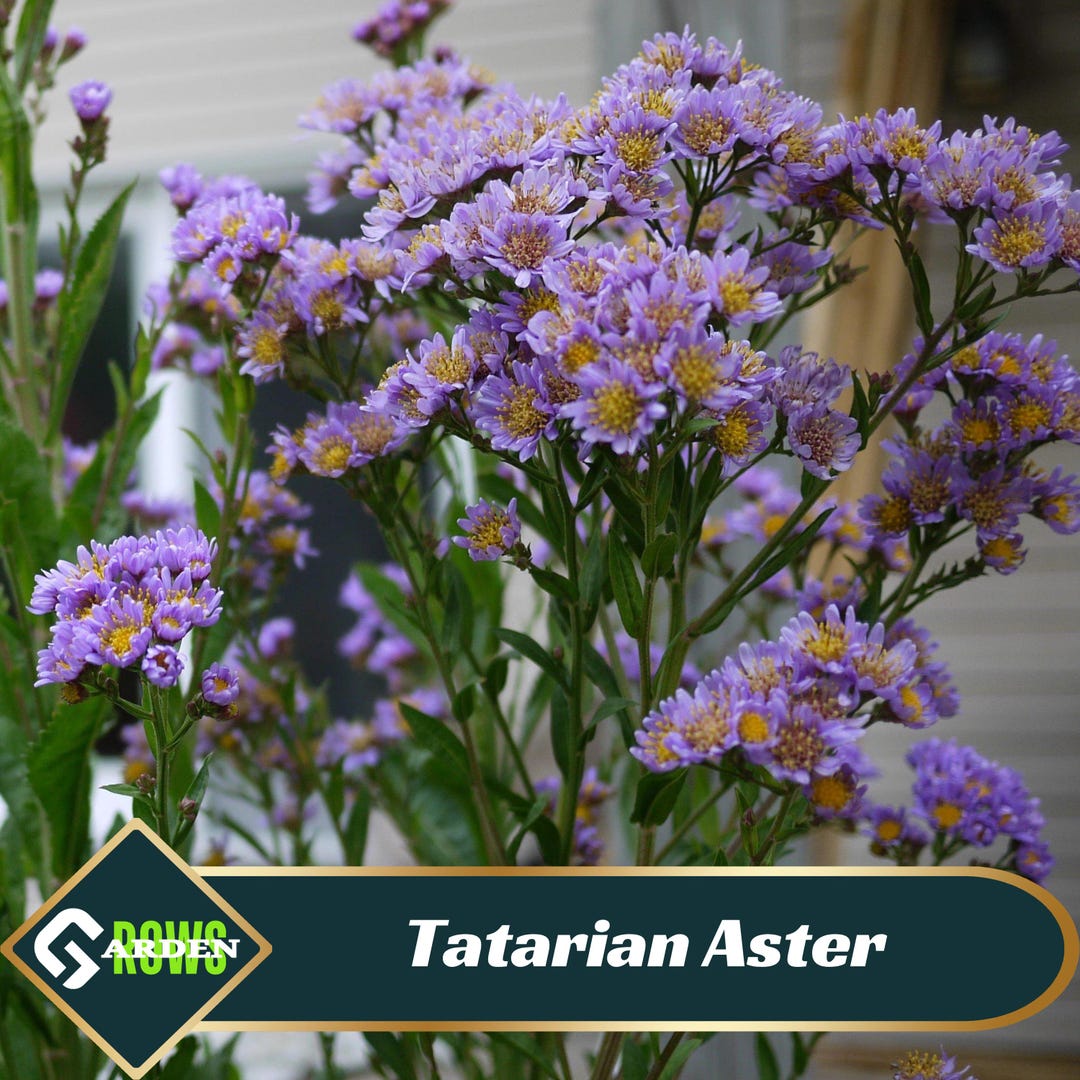 Tatarian Aster Seeds - Soft Yellow Flowers - Attracts Pollinators -excellent Cut Flower - Plant ...