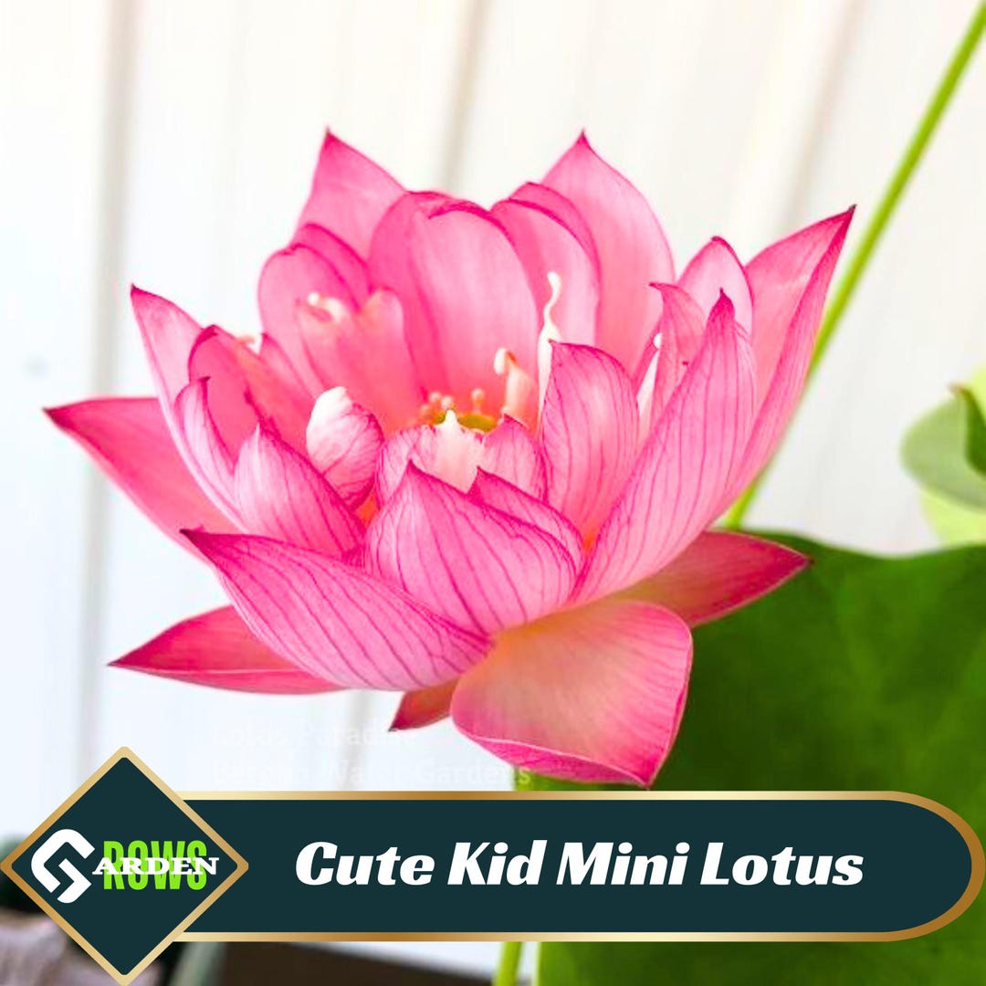 5+ Rare Seeds| Cute Kid Mini Lotus Seeds - Red Lotus - Indian Lotus ...