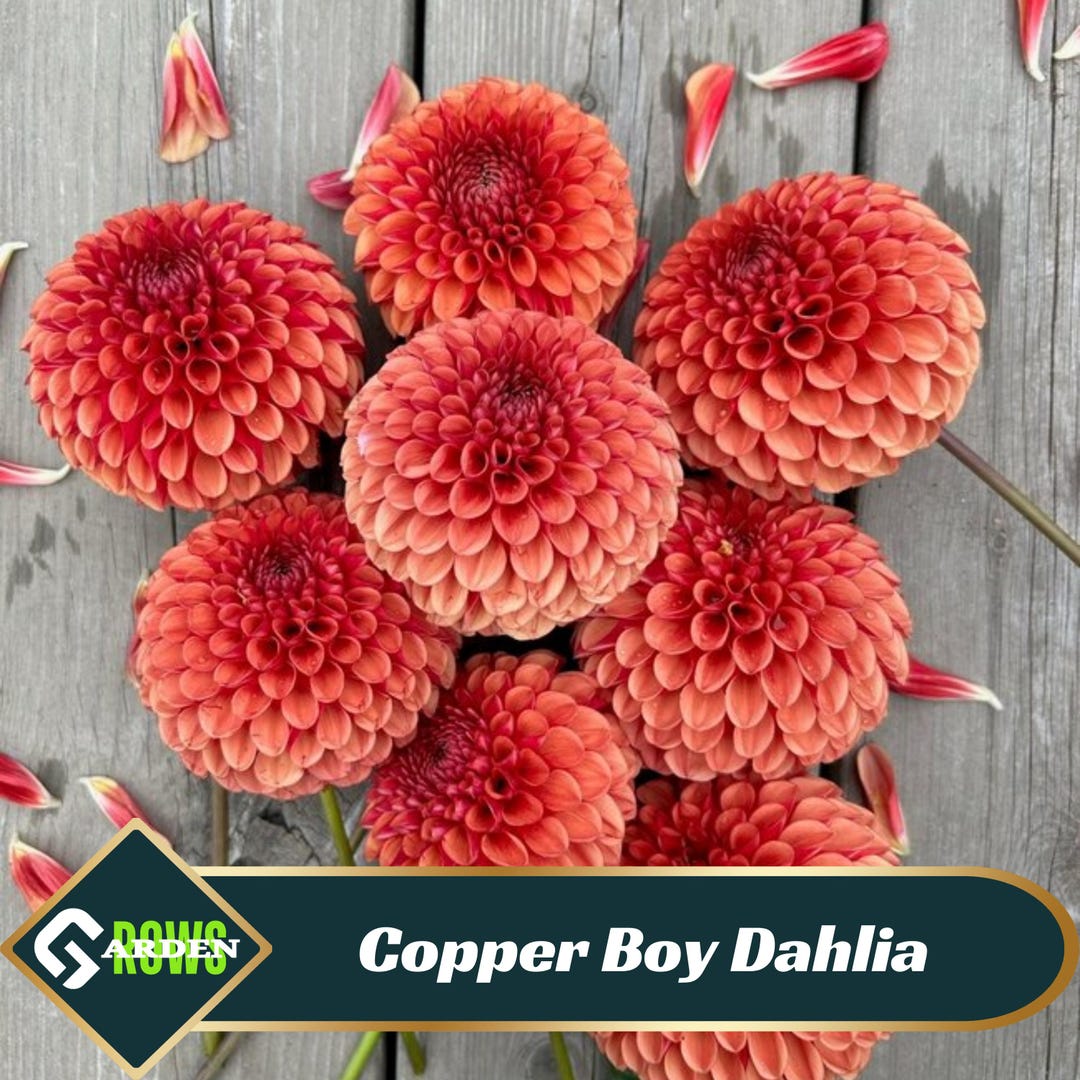 Copper Boy Dahlia Seeds - Perennial -fast Growing- Open-pollinating ...
