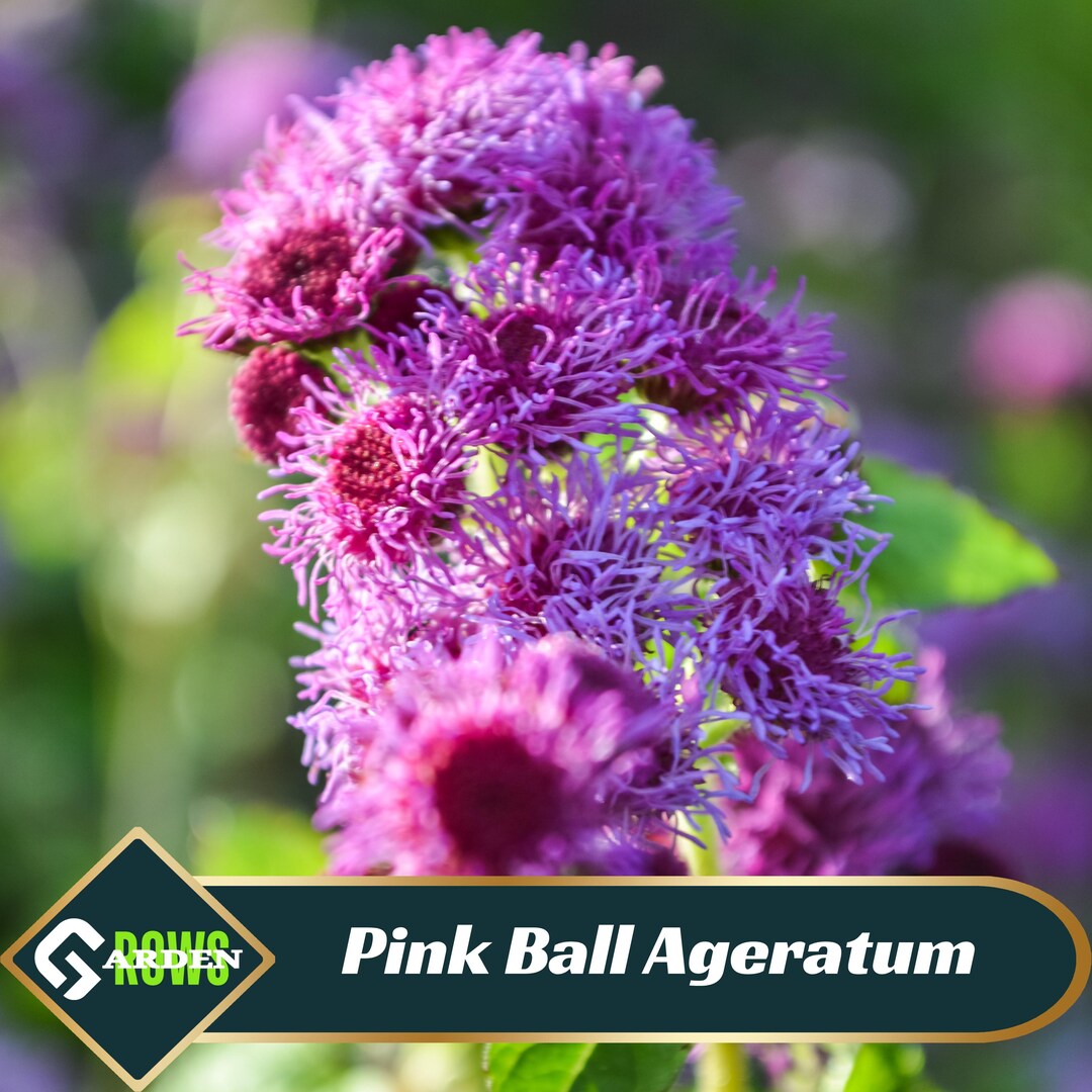 Pink Ball Ageratum Seeds - Potted - Fast Growing - Attracts Pollinators ...